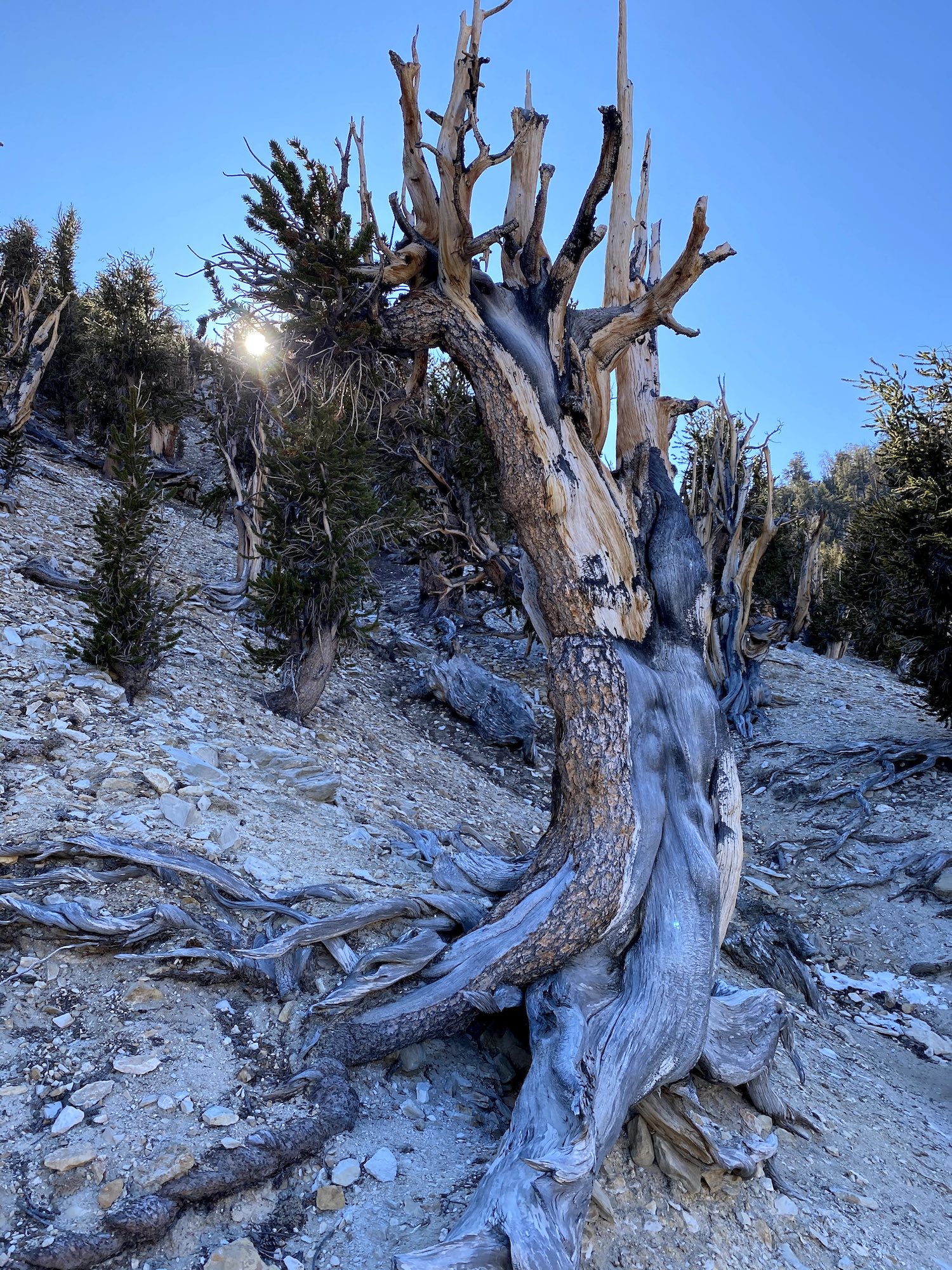 The Long Life and Accidental Death of the Prometheus Bristlecone Pine ...