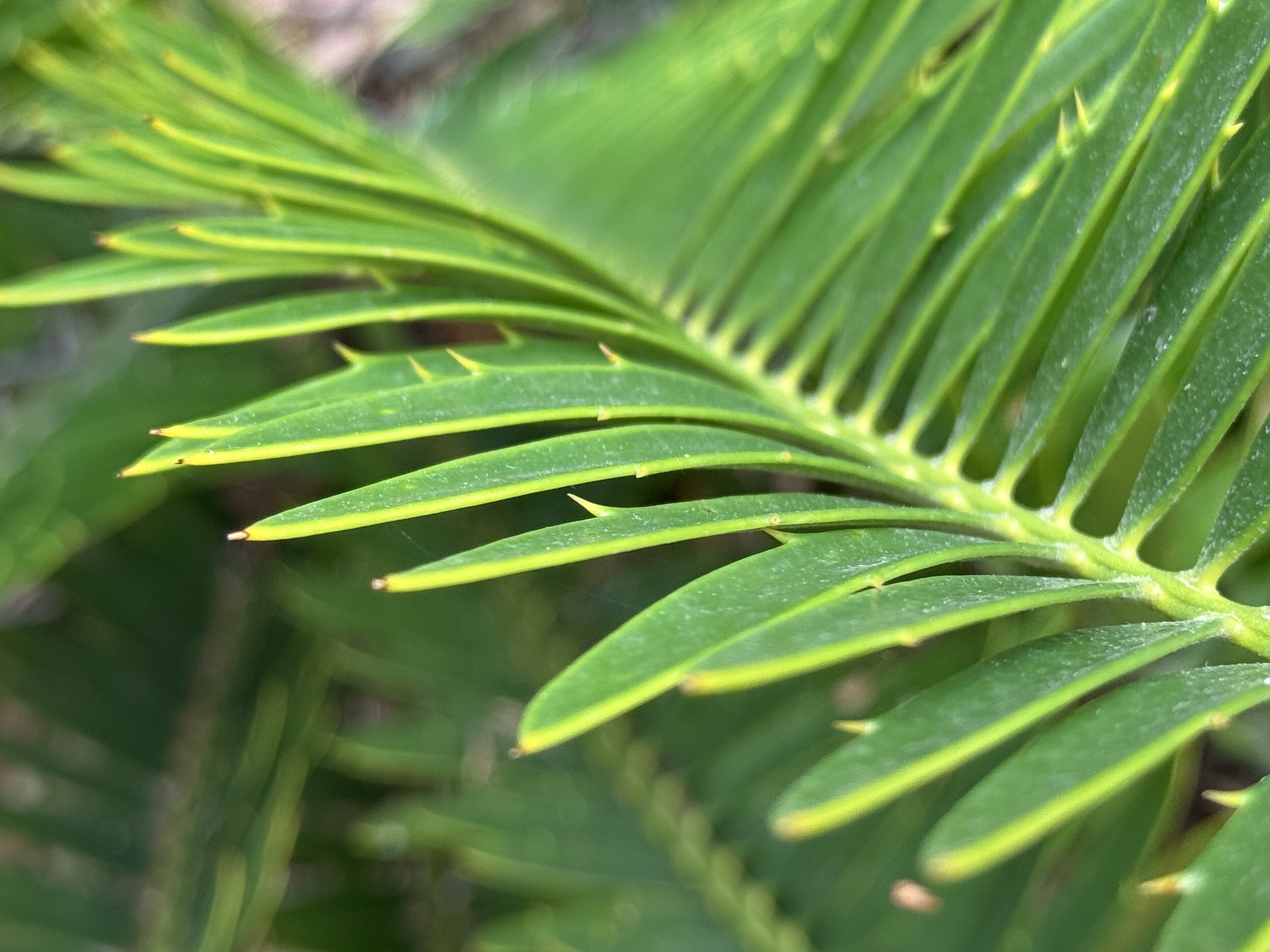 The Ancient Cycads: A Living Fossil Collection at Descanso Gardens ...