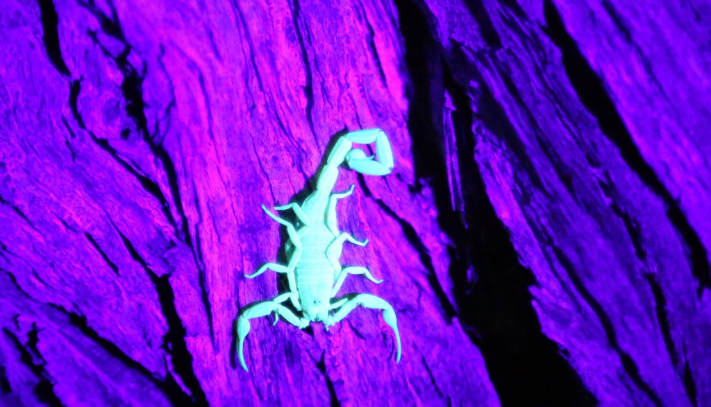 The Magic, Wonder, and Science of Ocean Bioluminescence in Southern ...