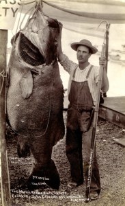 The Remarkable Revival of the Giant Sea Bass in California: Catalina ...
