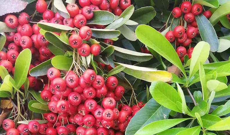 Toyon: California’s Berry Own Super Shrub – California Curated
