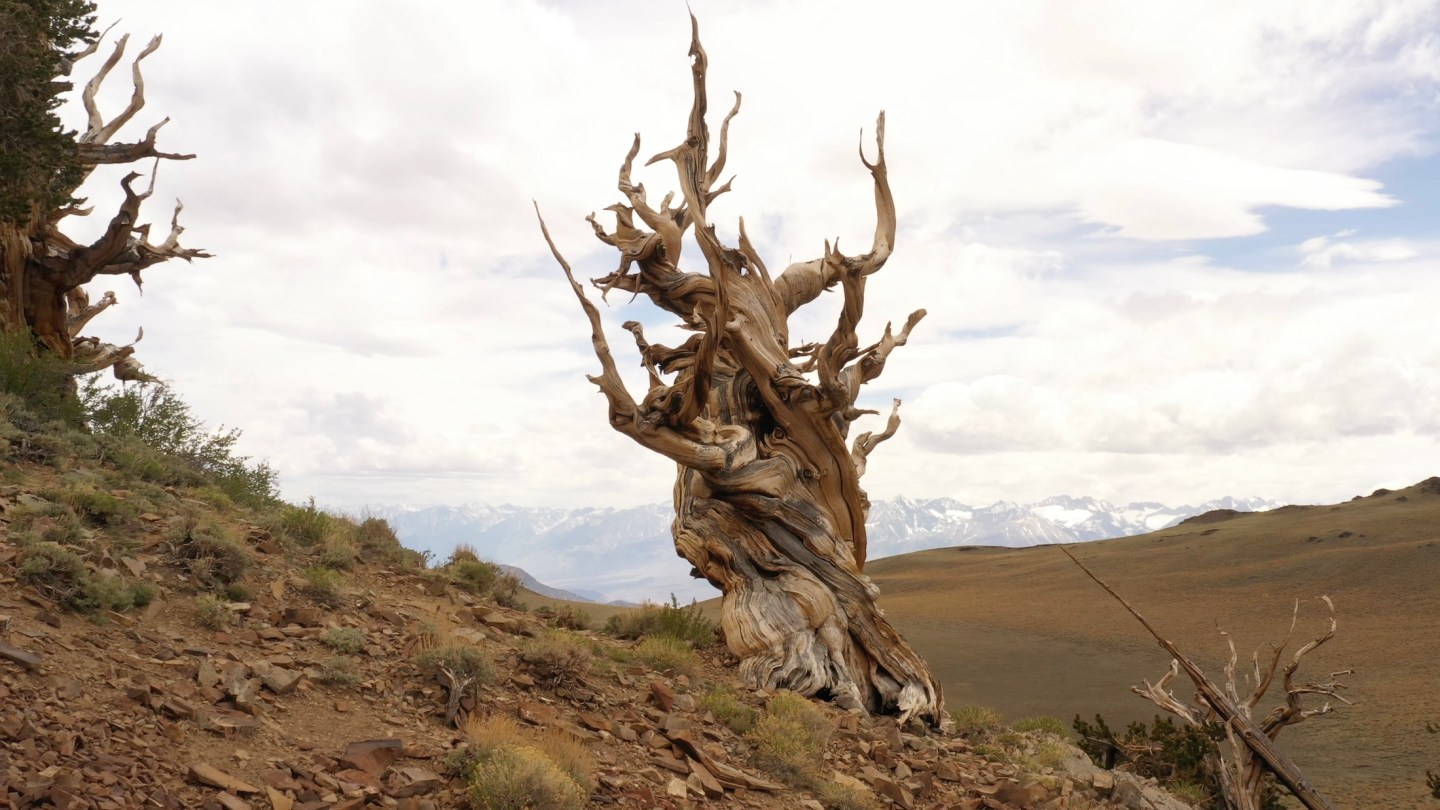 The Long Life and Accidental Death of the Prometheus Bristlecone Pine ...