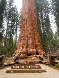 Why are California’s redwoods and sequoias so big and tall ...
