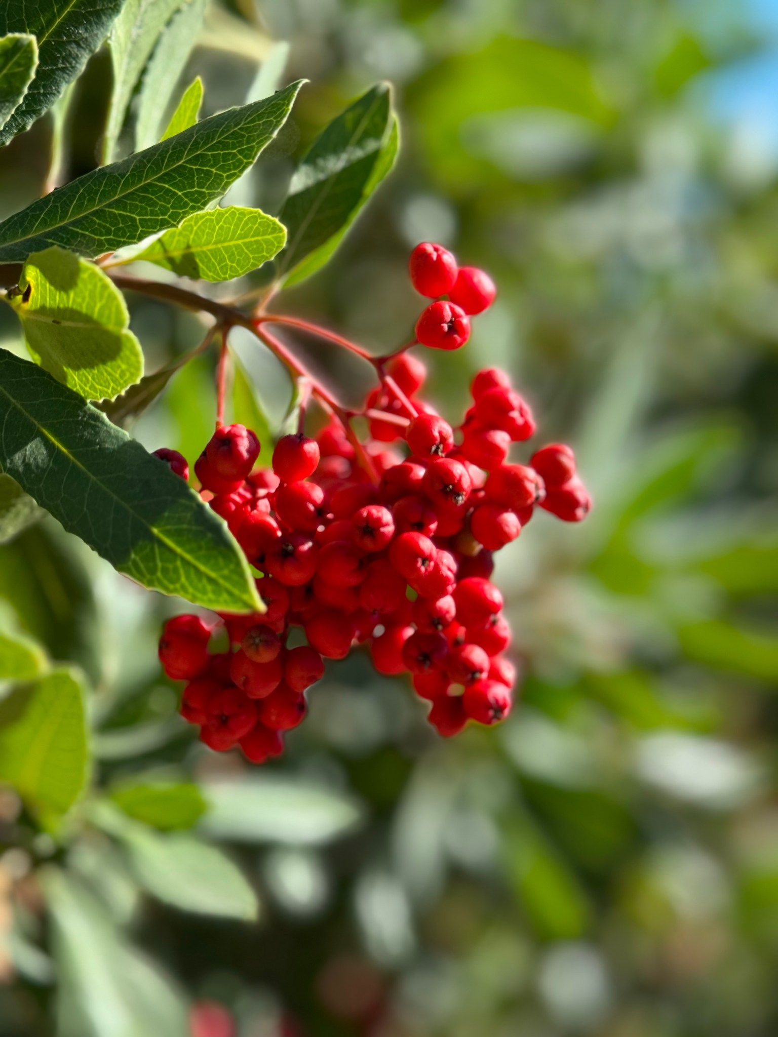 Hidden in Plain Sight: The Fascinating World of California’s Bush Toyon ...