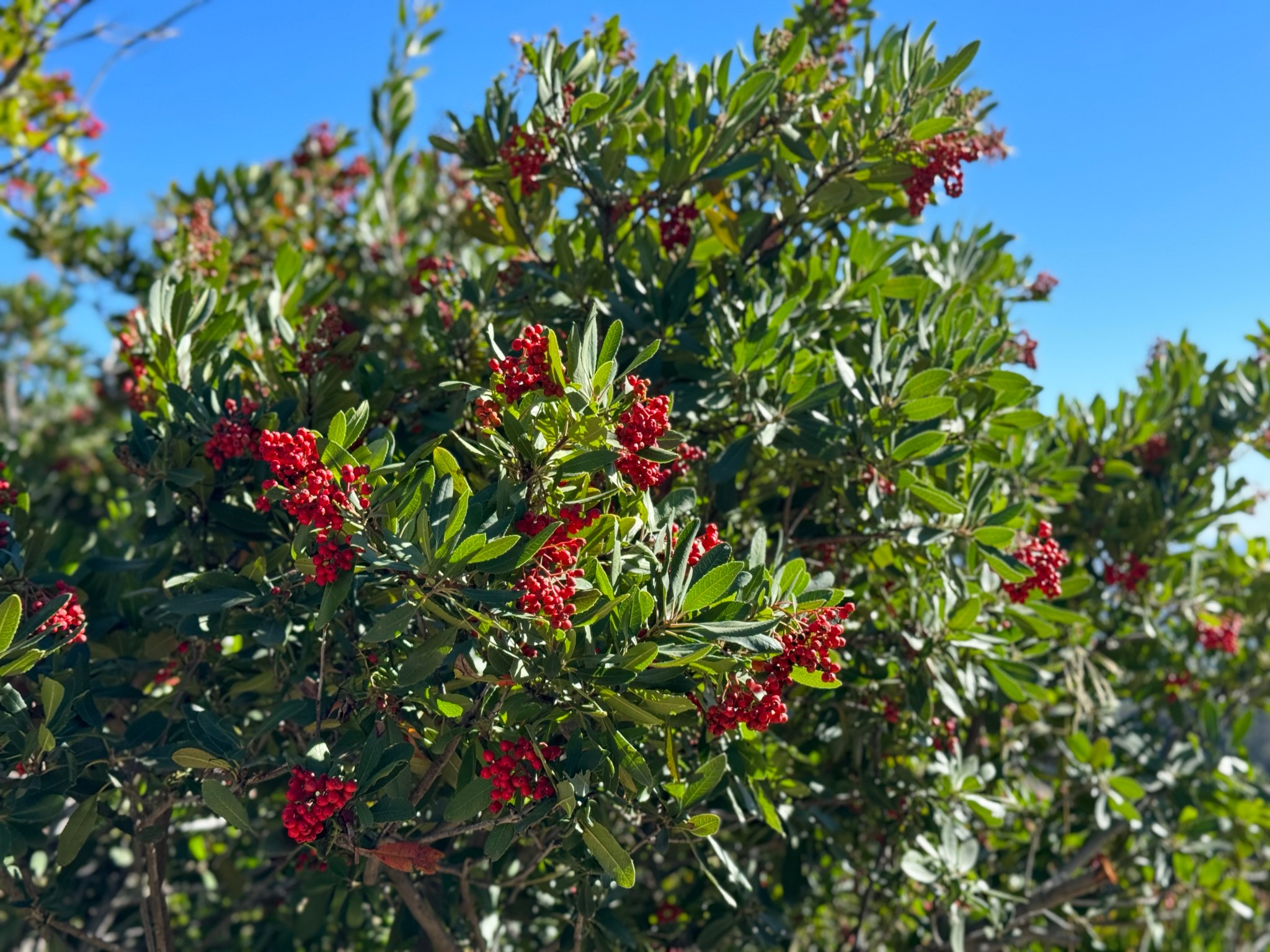 Hidden in Plain Sight: The Fascinating World of California’s Bush Toyon ...