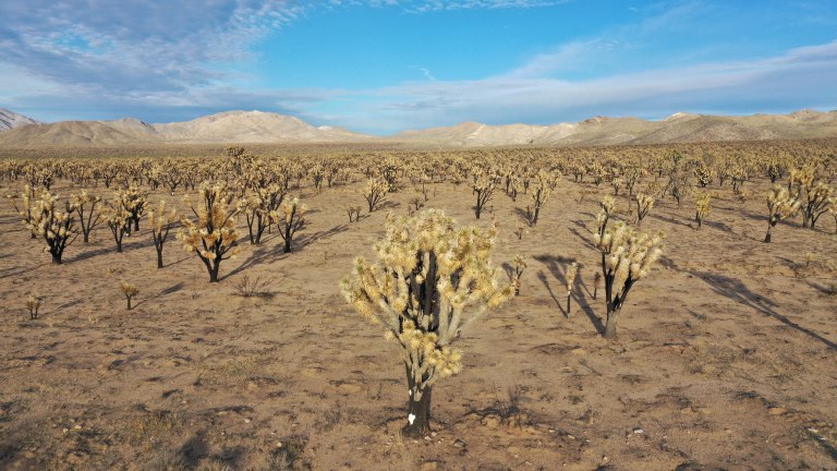 The Mystical Sentinels of the Mojave: Unraveling the Secrets of the ...