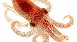 California’s Two-Spot Octopus Combines Extraordinary Intelligence with ...
