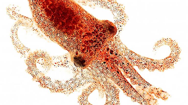 California’s Two-Spot Octopus Combines Extraordinary Intelligence with ...