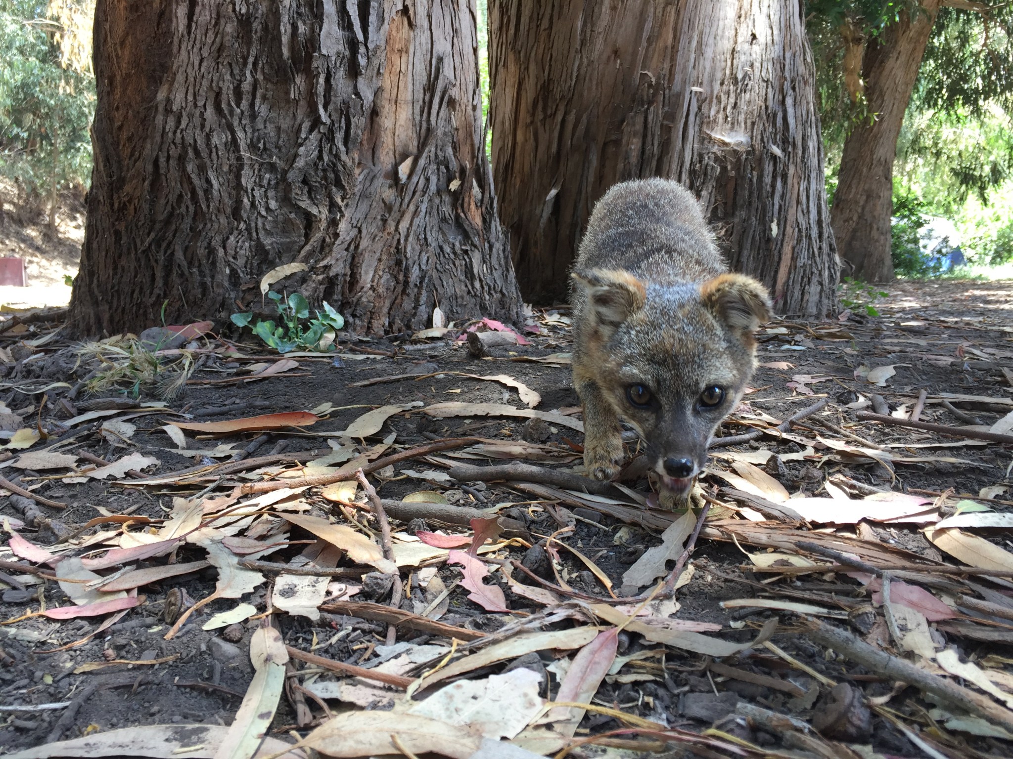 The Enigmatic Island Fox: A Tale of Survival and Conservation ...
