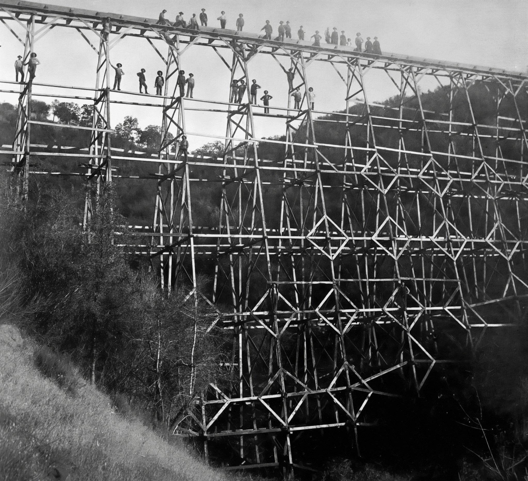 Giants Fallen: The Destruction of Converse Basin Grove and its Giant ...