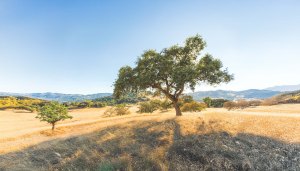The Mighty Oaks of California Are a Keystone of the Golden State’s ...