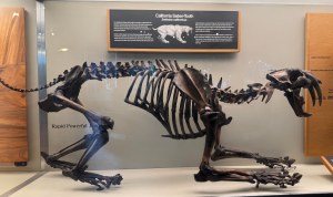 New Research Sheds Light on the Saber-Toothed Cats of California ...