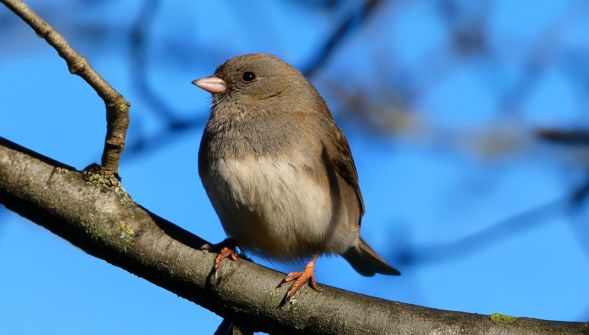 Dark-Eyed Juncos are California’s Unexpected Pioneers of Urban ...