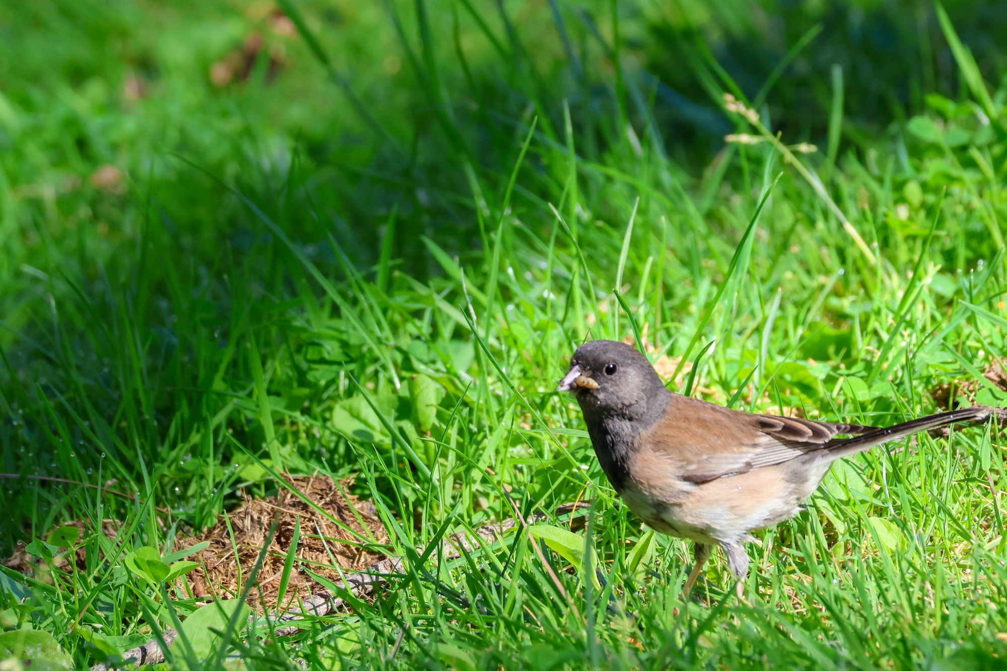 California’s Dark-Eyed Juncos Are Quietly Evolving in Plain Sight ...