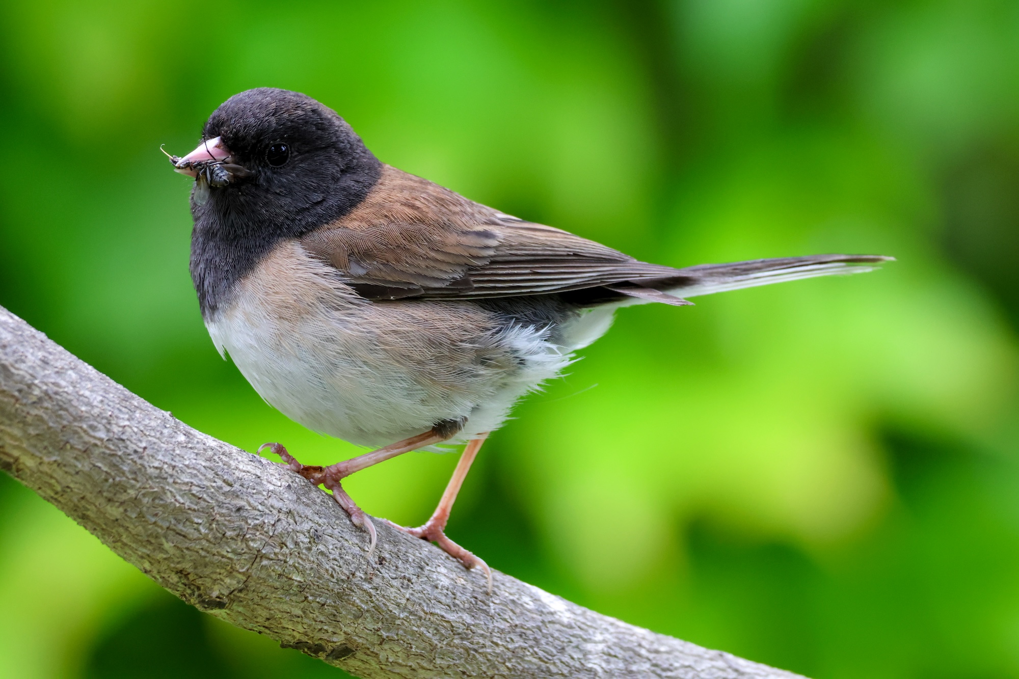 California’s Dark-Eyed Juncos Are Quietly Evolving in Plain Sight ...