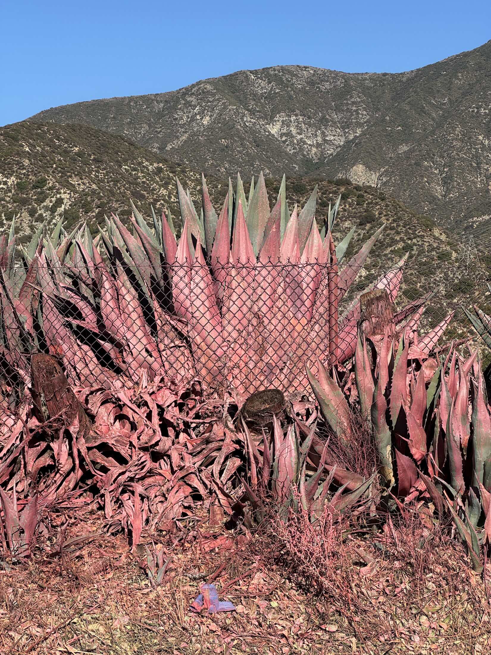 Understanding the Impact of Santa Ana Winds in the Eaton Fire ...