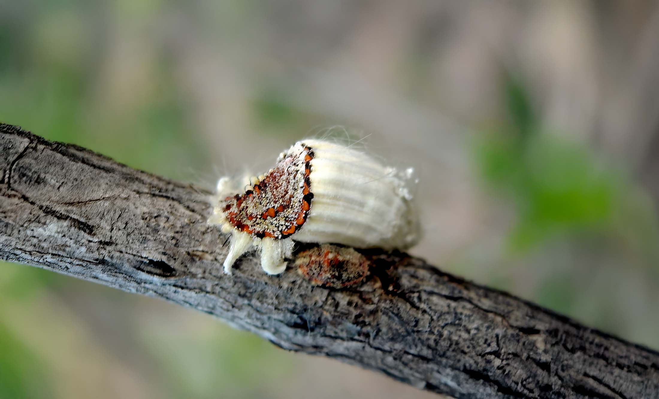 How a Tiny Beetle Helped Save California – California Curated