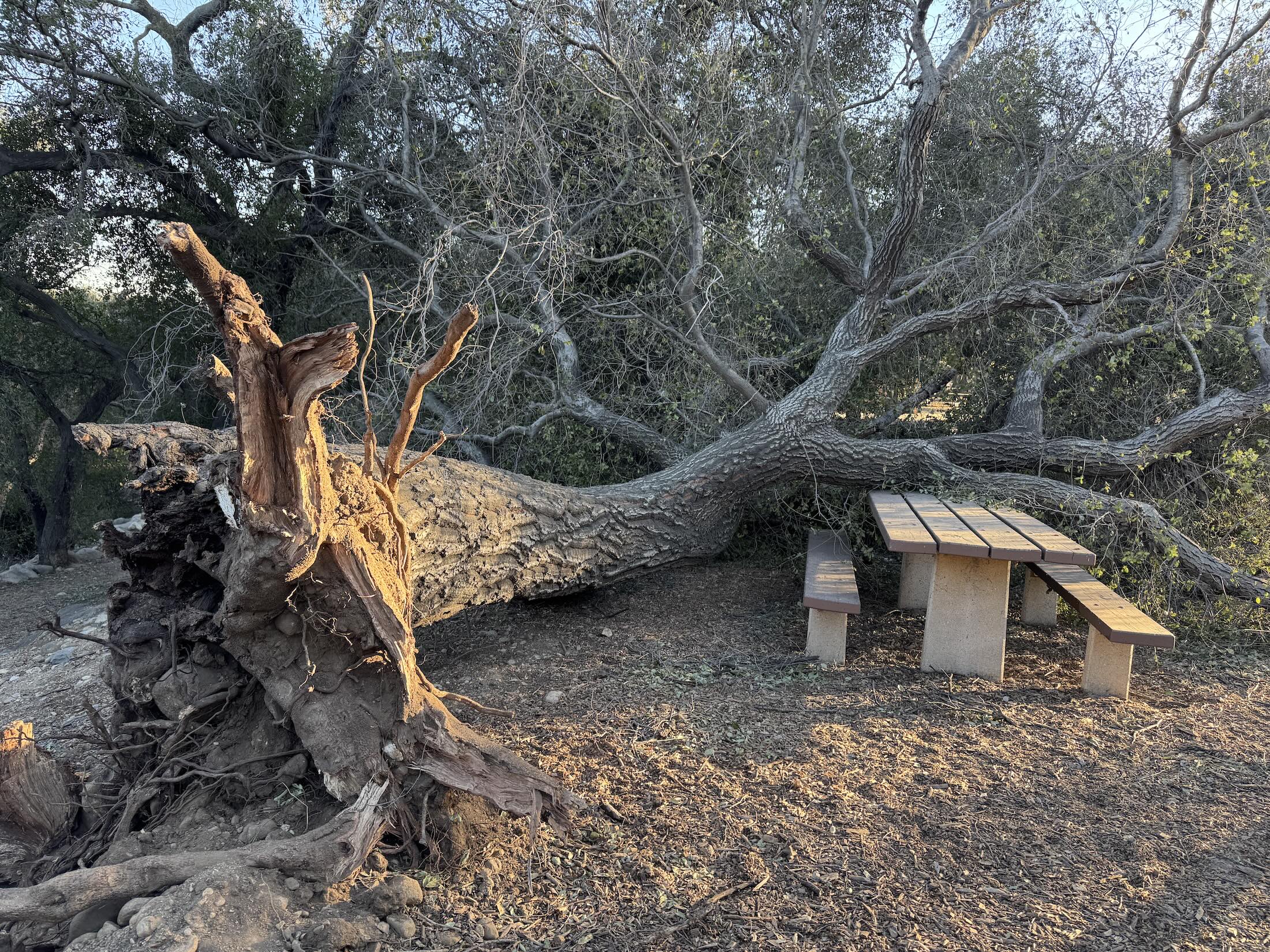 Understanding the Impact of Santa Ana Winds in the Eaton Fire ...