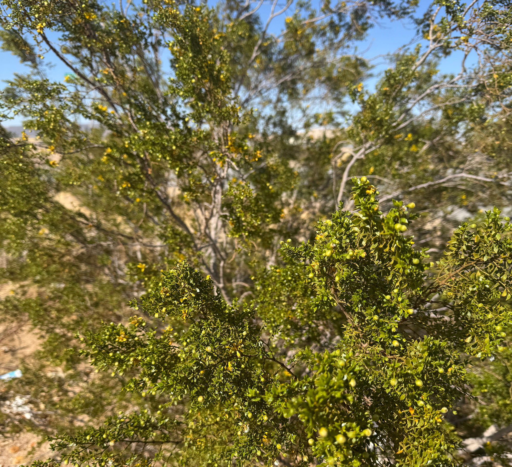 Creosote Bushes Are the Mojave Desert’s Time Travelers – California Curated