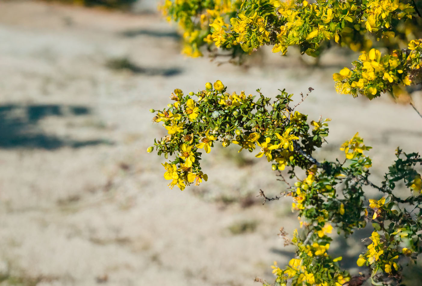 Creosote Bushes Are the Mojave Desert’s Time Travelers – California Curated