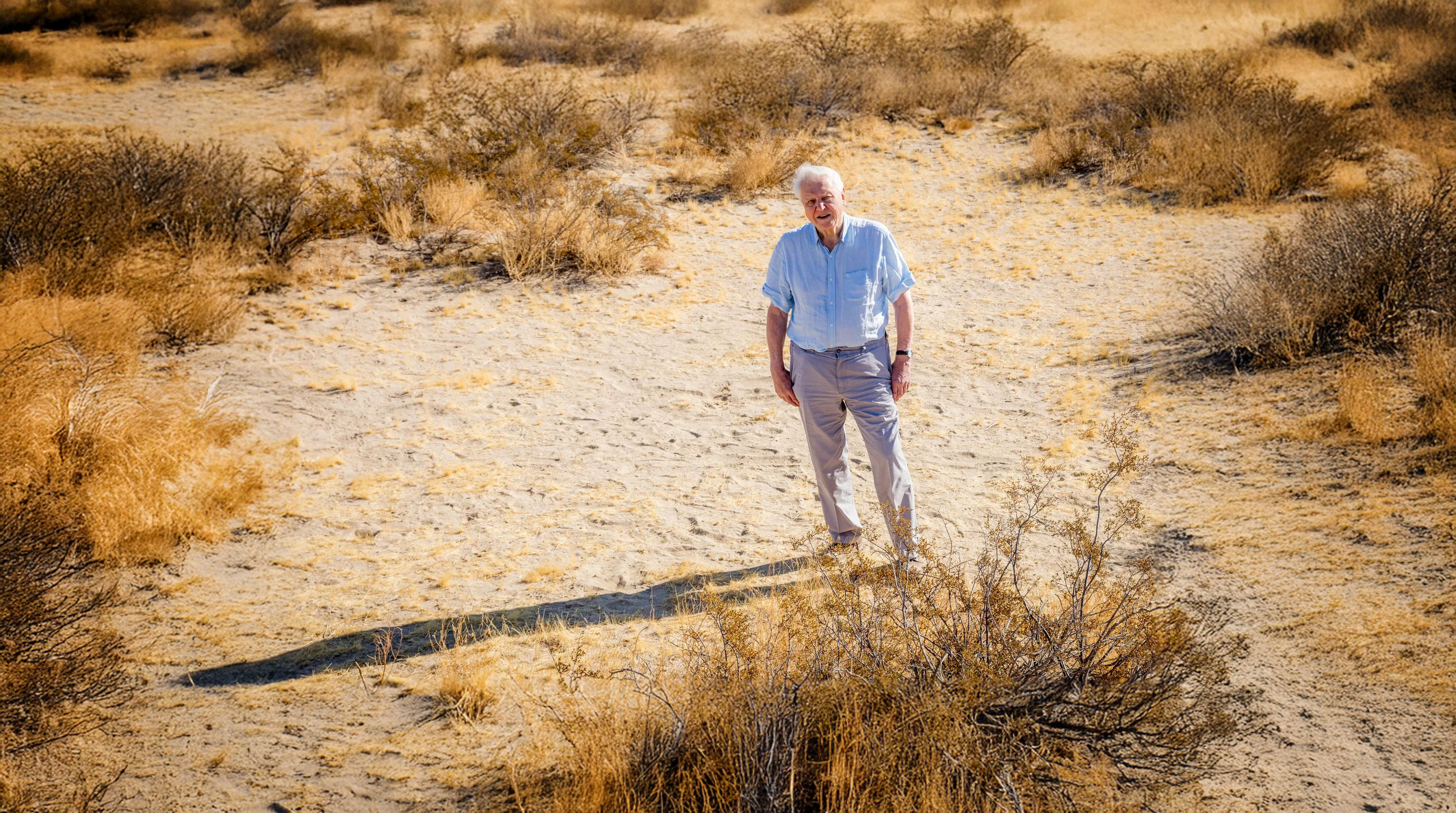 Creosote Bushes Are the Mojave Desert’s Time Travelers – California Curated