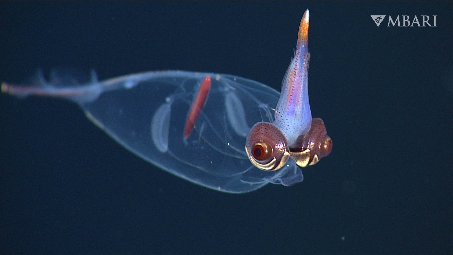 A Deep Dive into Monterey Canyon, California’s Great Abyss – California ...