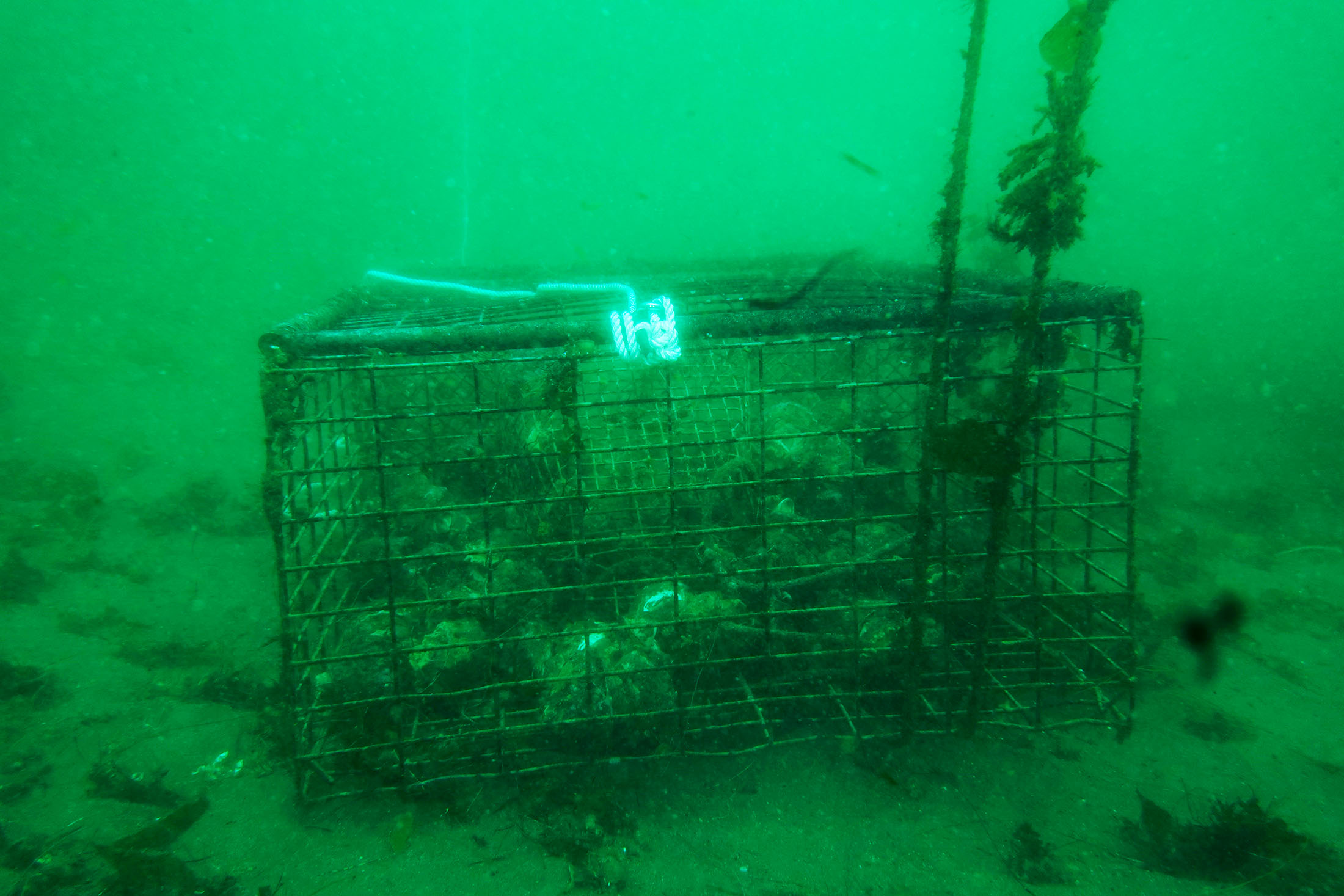 The Scourge of Ghost Lobster Traps and the Battle to Save Marine Life ...
